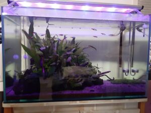 ド定番！！「GEX クリアLEDパワーⅢ」レビュー | AQUAjp