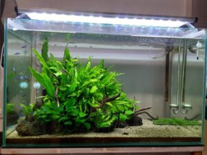 ド定番！！「GEX クリアLEDパワーⅢ」レビュー | AQUAjp